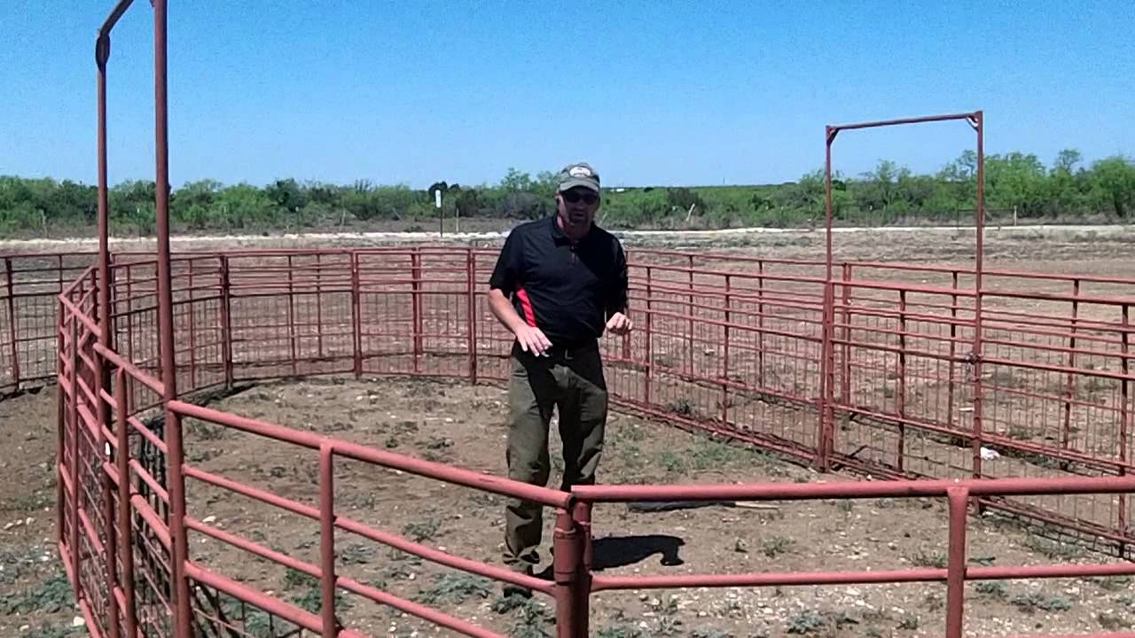 Exercising your lamb and goat projects with Track Dog - YouTube