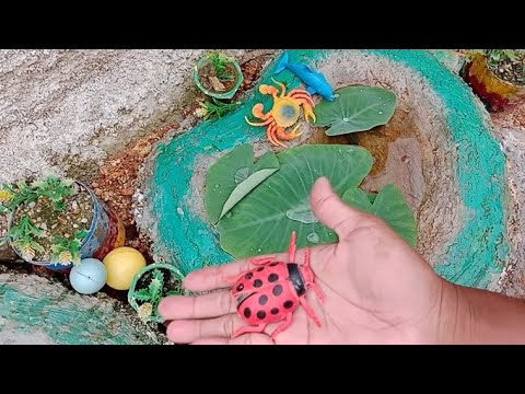 Catching Strange Fish In Tiny Pond, Turtle, Flowerhorn Fish, Ping Pong ...