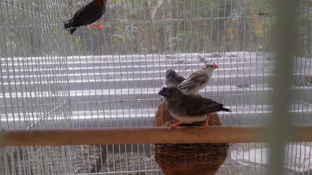 Zebra Finch Crested at LoveBird eShop - YouTube