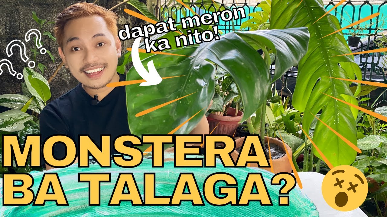 BAKIT DAPAT MERON KANG DRAGON TAIL (TIBATIB) SA BAHAY + Beginner Care ...