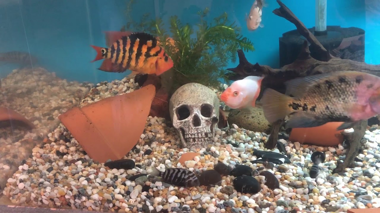 Cichlid fight “Red Terror vs Red devil” - YouTube