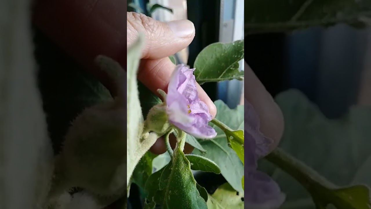 Es algo floreció.😄😄😄 - YouTube