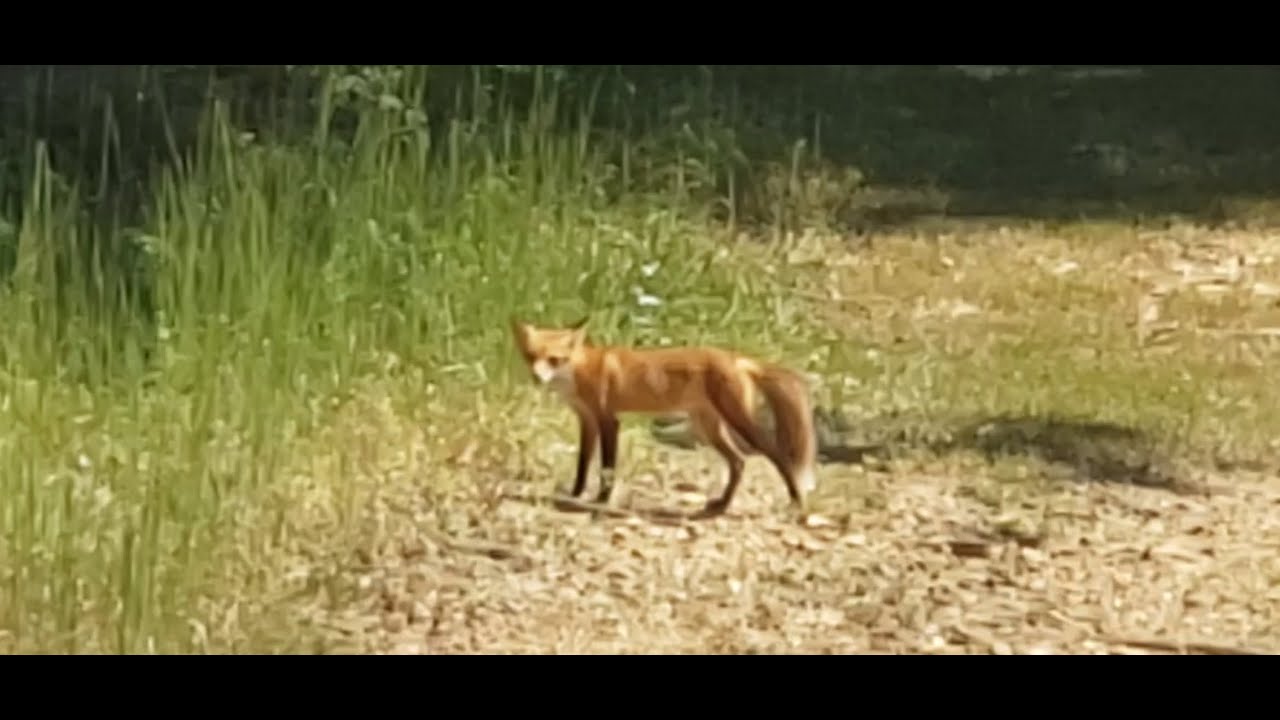 Red Fox - YouTube