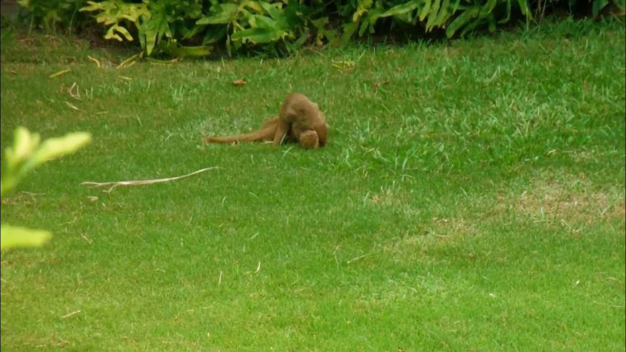 Mongoose Sex Tape Youtube