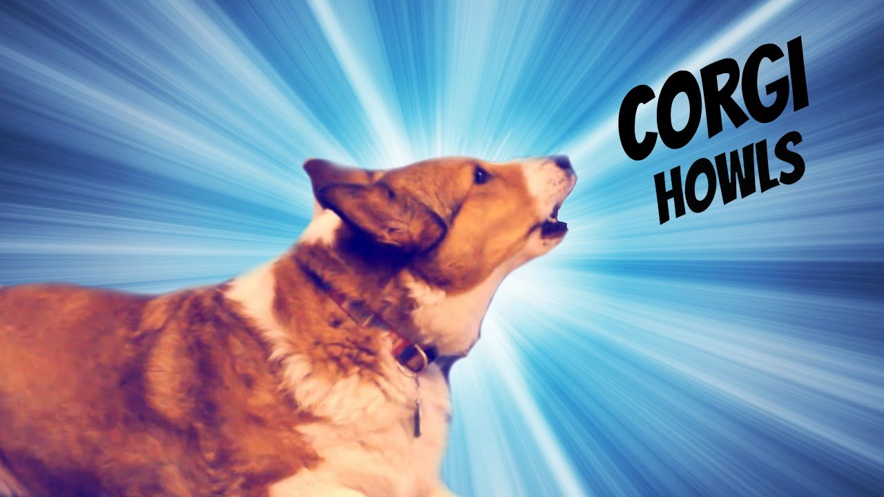 Corgi Howls - YouTube
