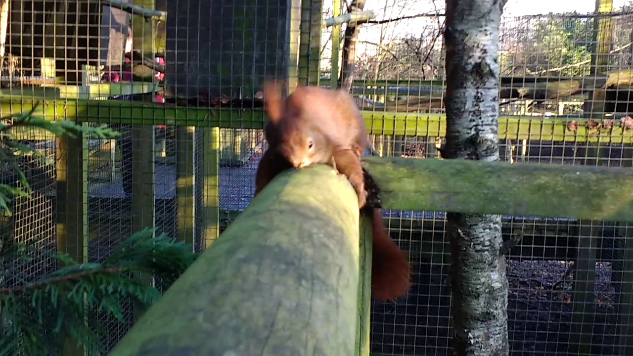 Dancing Red Squirrel!!! - YouTube