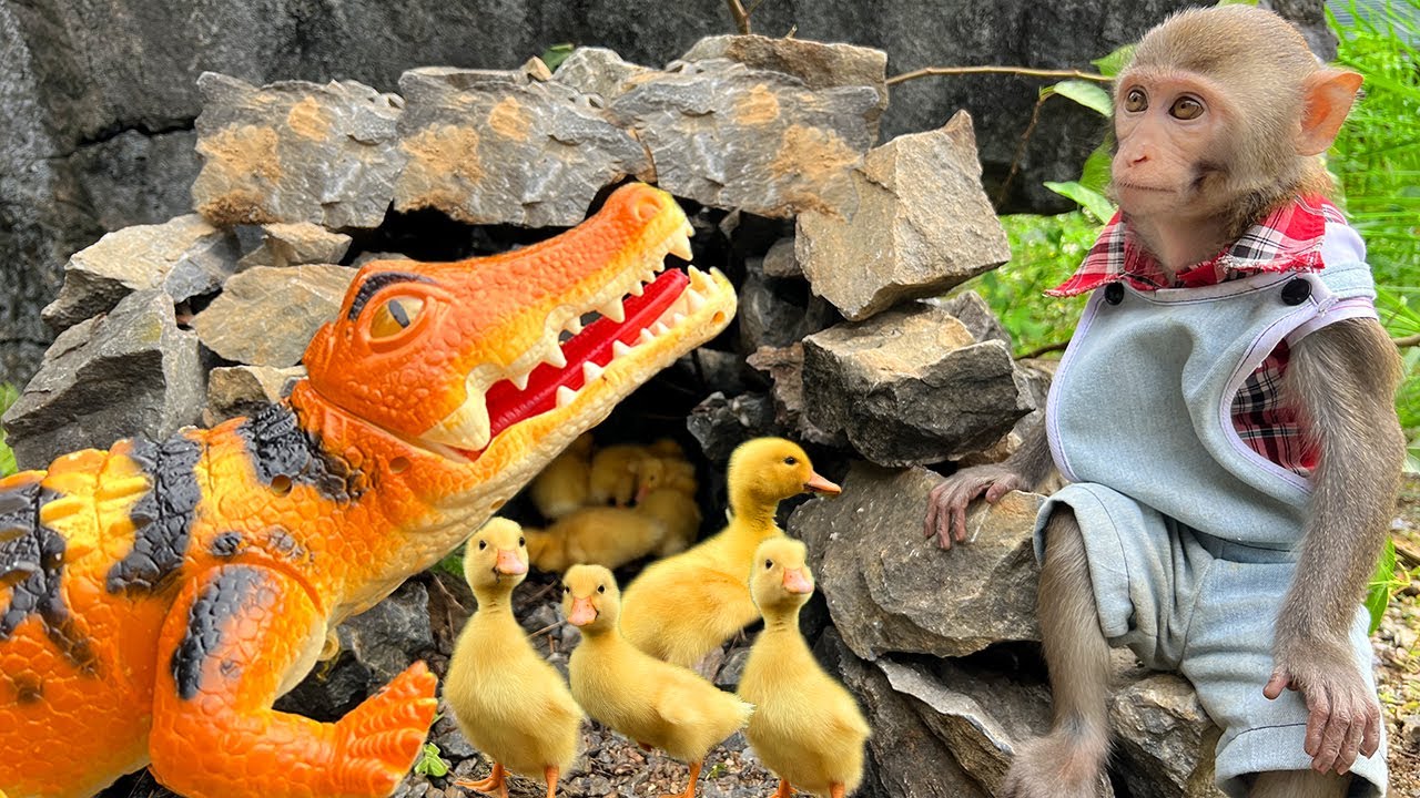 Baby Monkey Bim Bim duckling harvest Aligator on the farm - YouTube