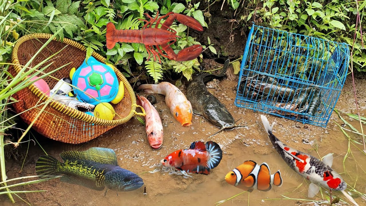 PENCARIAN IKAN DISAWAH MENEMUKAN PERANGKAP IKAN HIAS, IKAN CHANNA, IKAN ...