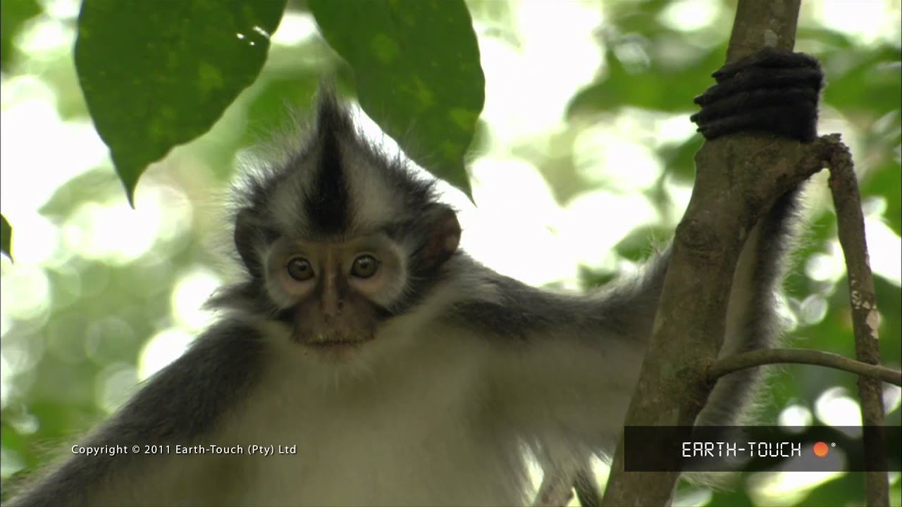 Cute leaf monkeys forage in the jungle - YouTube