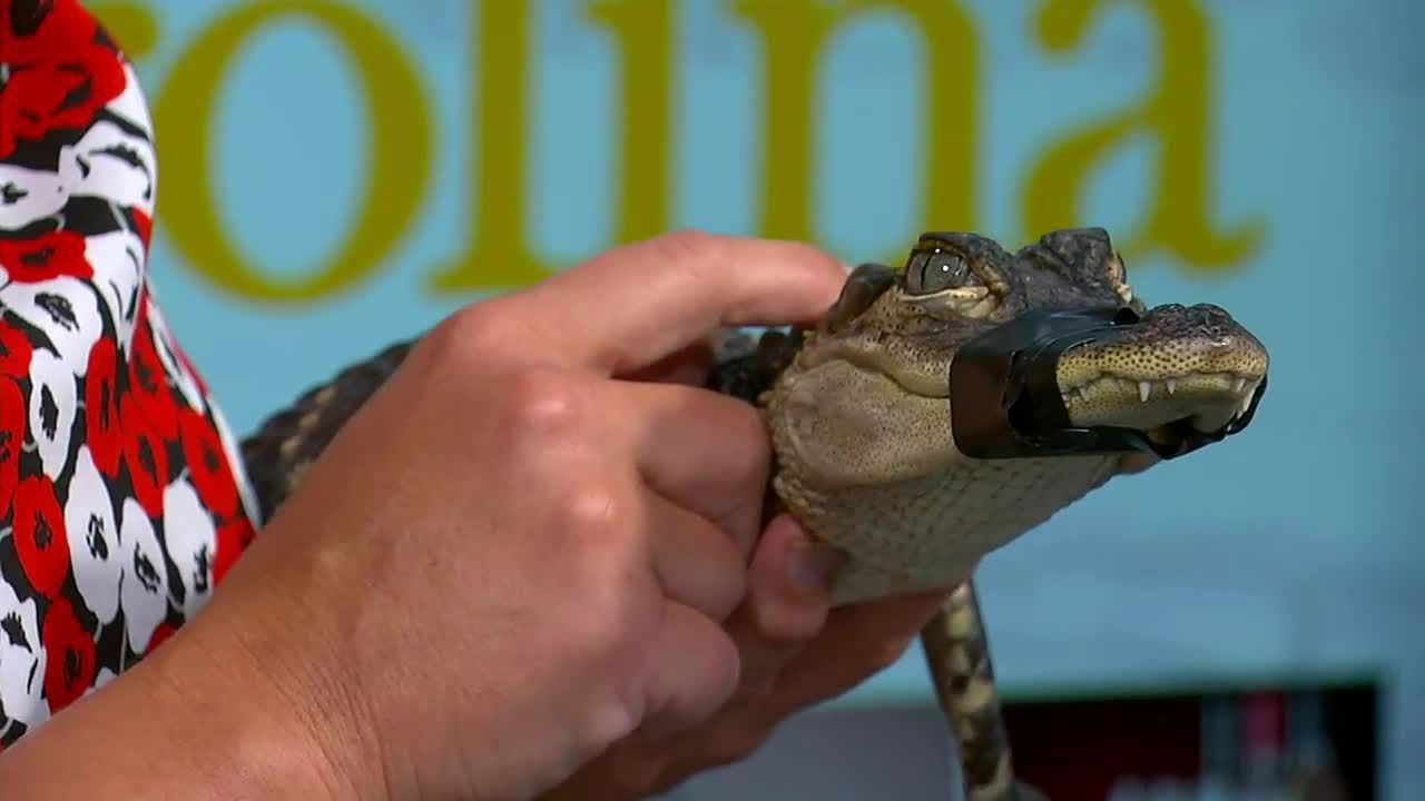 Wild Wednesday: alligator and ferret - YouTube