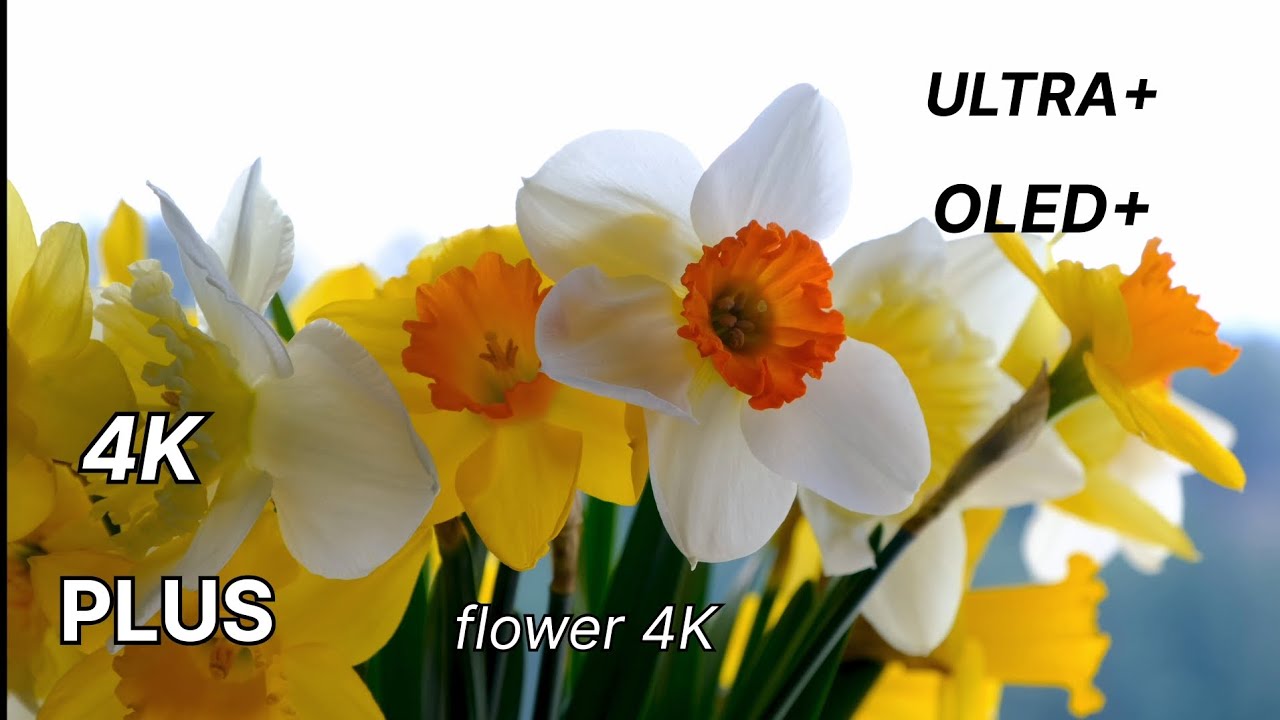 Blooming .Flowers. OLED .Demo. HDR 4K Ultra HD Dolby Vision™™ 60fps ...