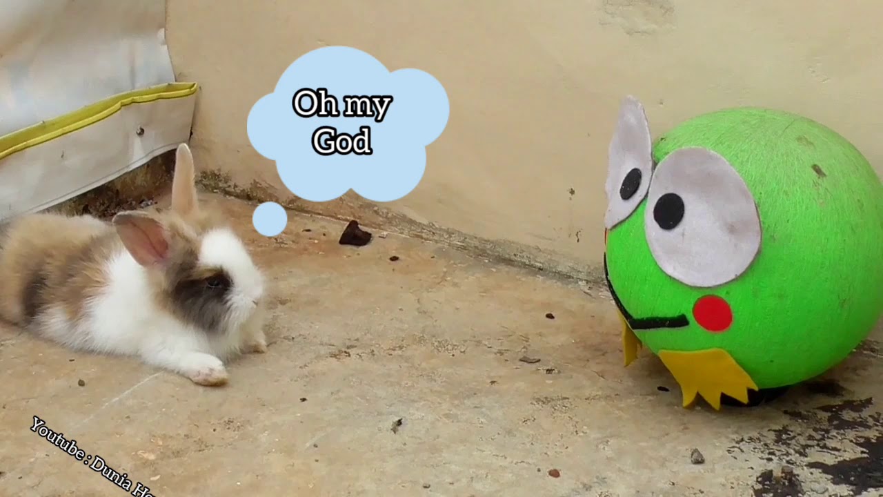 Rabbit Talk #1 - YouTube