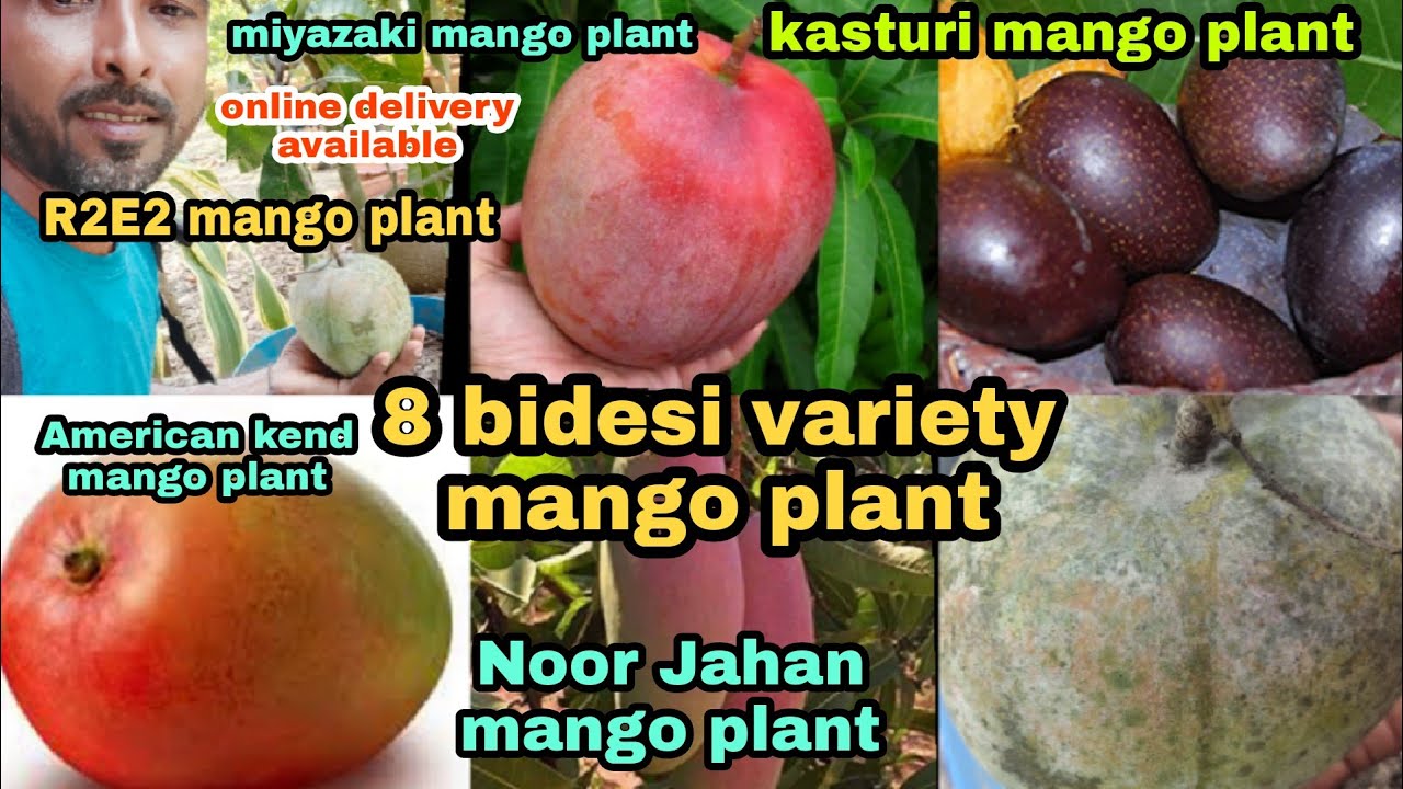 how to R2E2 mango plant miyazaki mango plant kasturi mango plant all ...