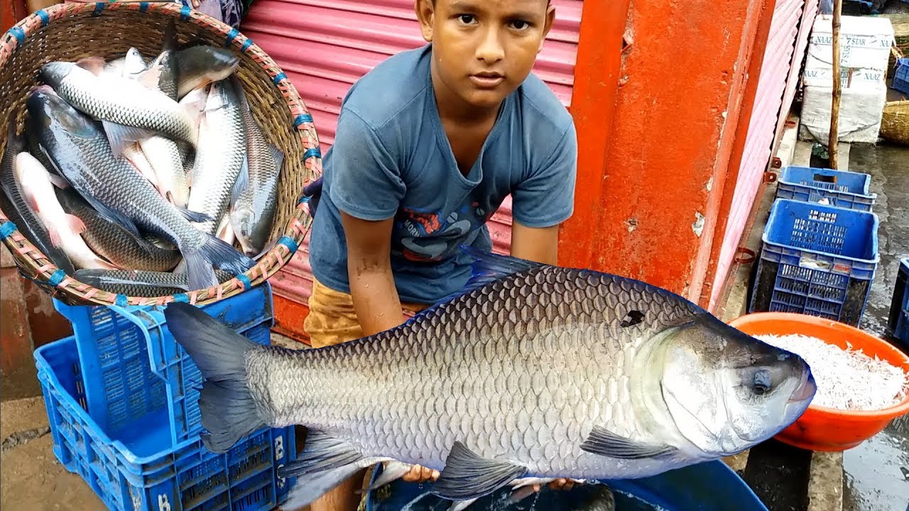 Random Live Big Fish Trading In Fish Market - Auction of Carp Fishes By ...