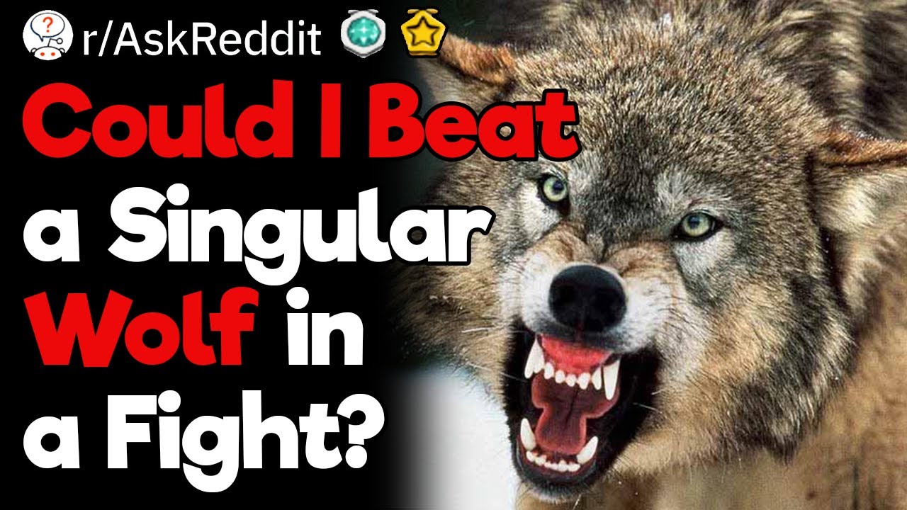 Man vs Wolf: Who Would Win? - YouTube