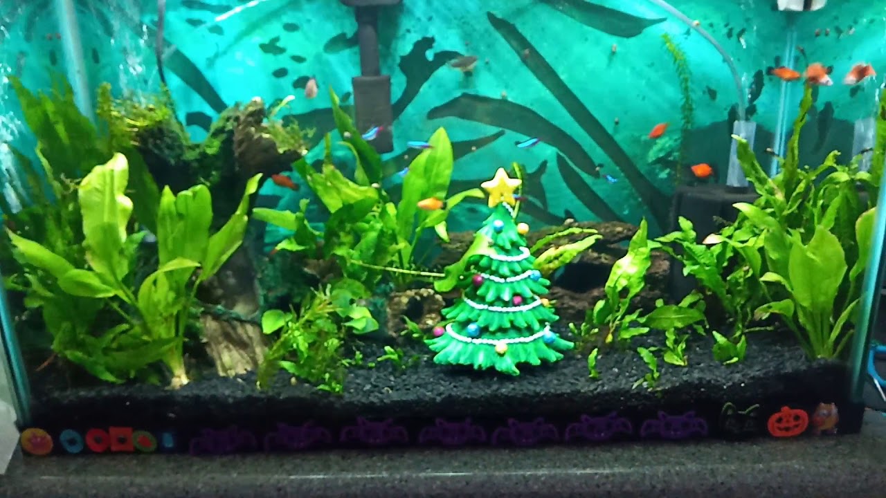 December Tank Update - 29 Gallon Community Tank - YouTube