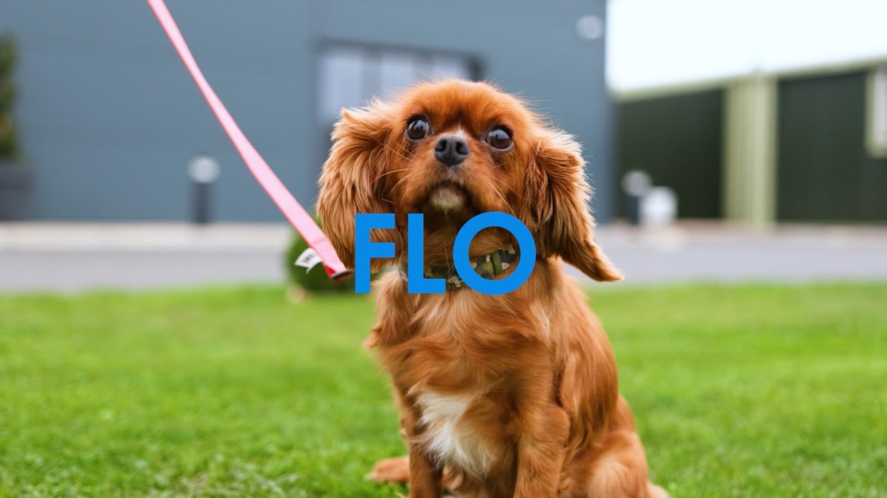 A&T Trained Dogs Flo - YouTube