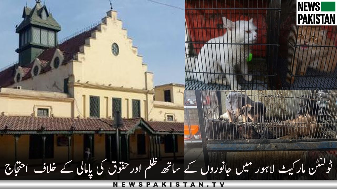 Lahore Tollintan market mai janwaron k sath zulm k khilaaf ihtejaj ...