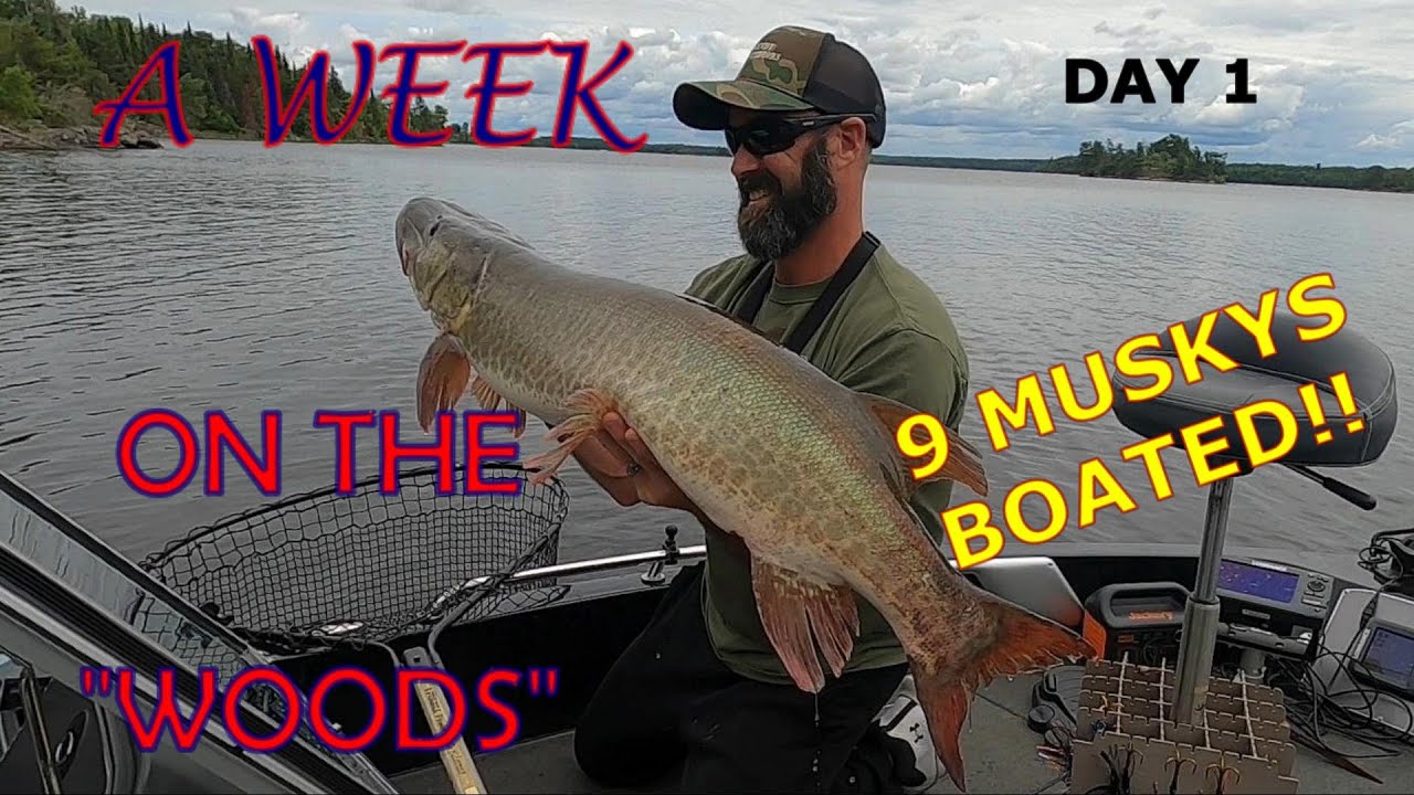 MUSKY FISHING LAKE OF THE WOODS| DAY 1| NINE MUSKY HIT THE NET! - YouTube