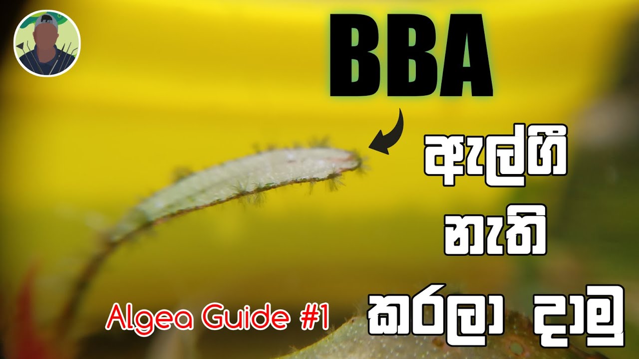 BBA " Black Beard Algae " guide in Sinhala || Black Beard Algae ගැන ...