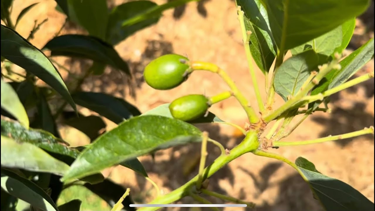 Poncho Avocado - Zone 9A Fruit Tree Update April 2024 - YouTube