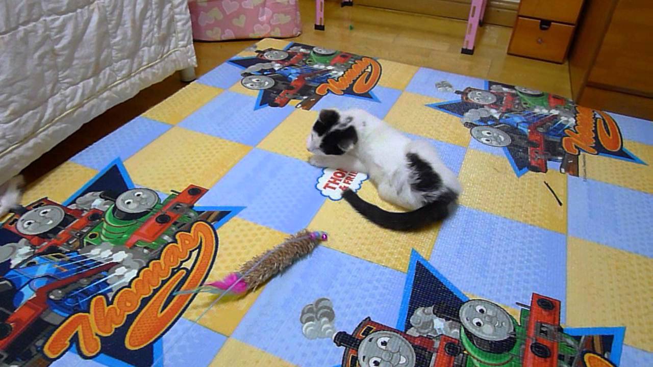 04 Cerebellar Palsy cat named MIRAE 뇌성마비 고양이 미래 - YouTube