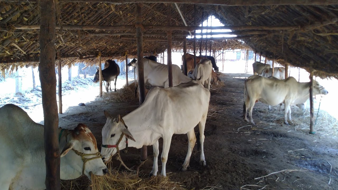 శ్రీ అంతర్వేది లక్ష్మీనరసింహ స్వామి గోశాల ||Desi Cow Goshala||Must ...