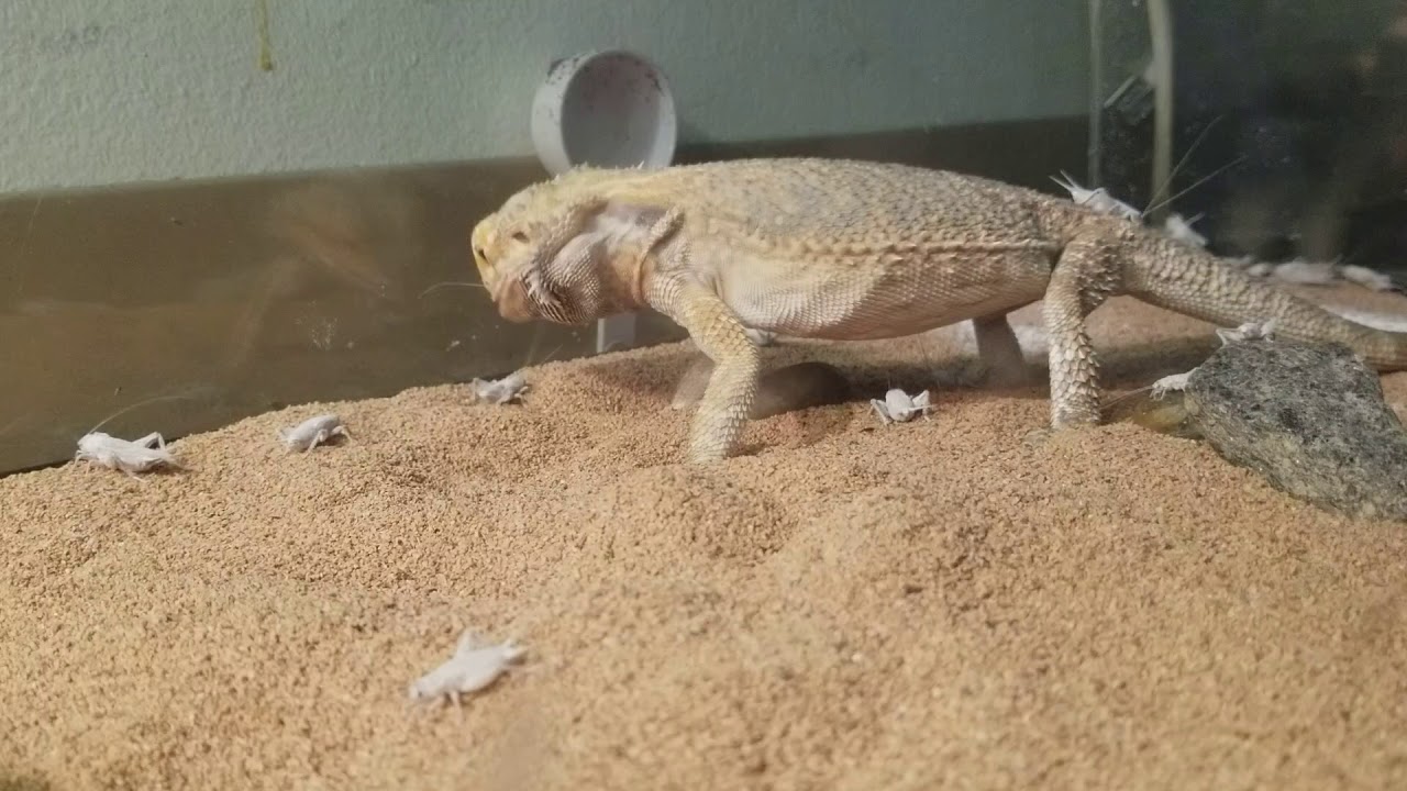 Dragon eating - YouTube
