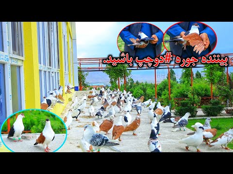 Best Pigeon Breeds You've Never Seen | Fancy Kabootar Collection |بیننده جوره دوچپ قهرمان کفتر باشید