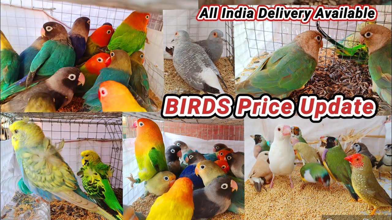 BIRDS PRICE UPDATE // ONLINE All INDIA HOME DELIVERY PARROTS BIRDS ...
