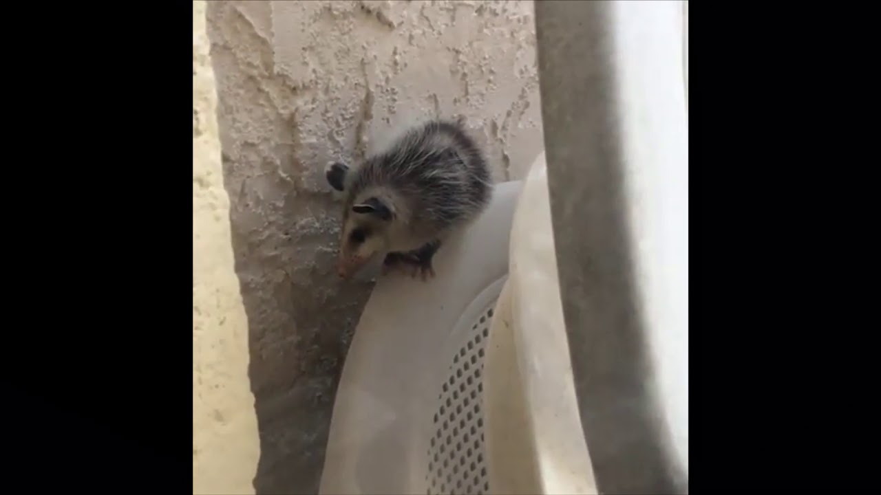 What to do with a lost baby possum - YouTube