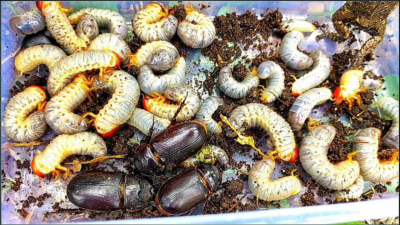 Japanese Rhinoceros Beetle Larvae