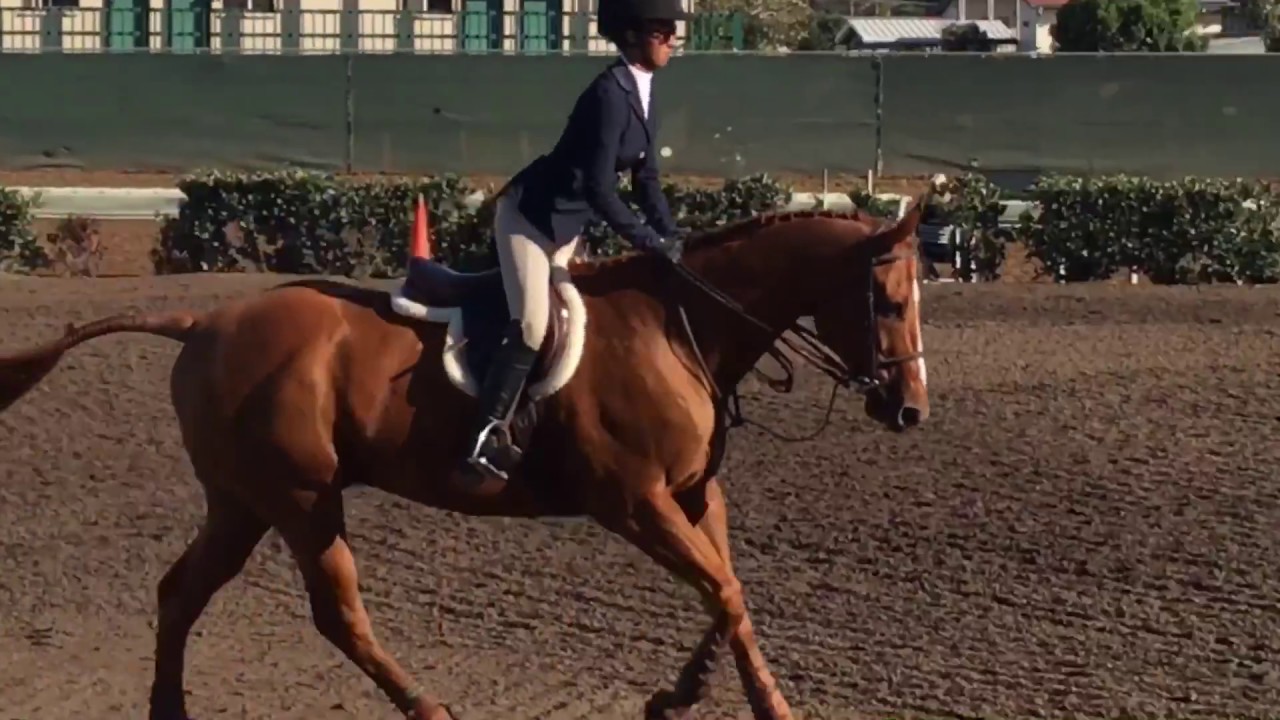 GSDHJA Championship Show october 3-9 - YouTube