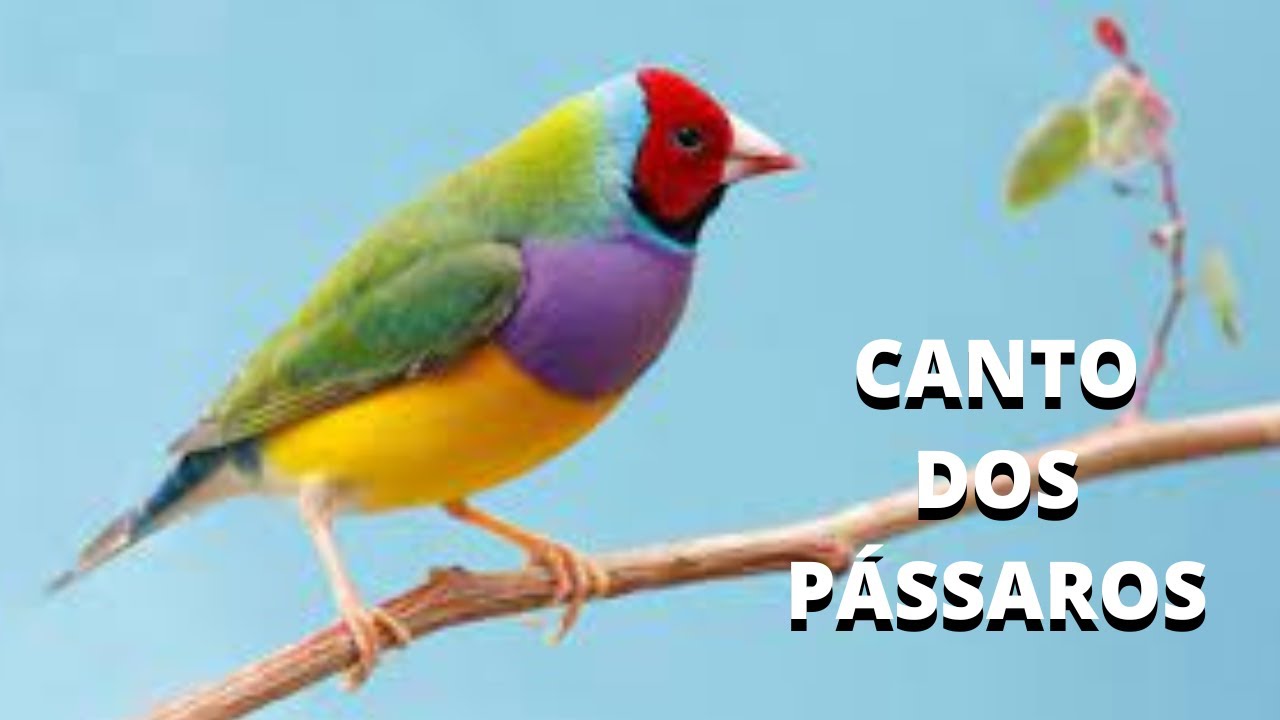 Canto dos Pássaros na Floresta e Cachoeira - Som da Natureza - Hora de ...