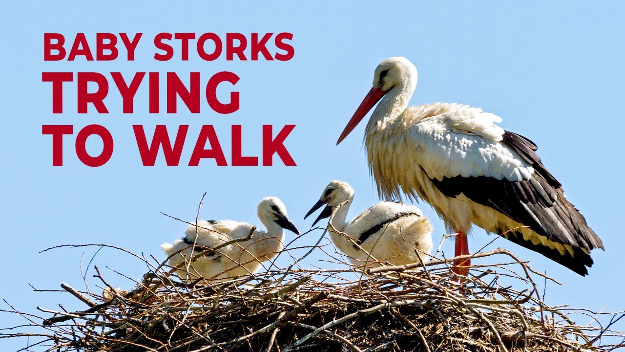 Baby Storks Take Their First Wobbly Steps - YouTube