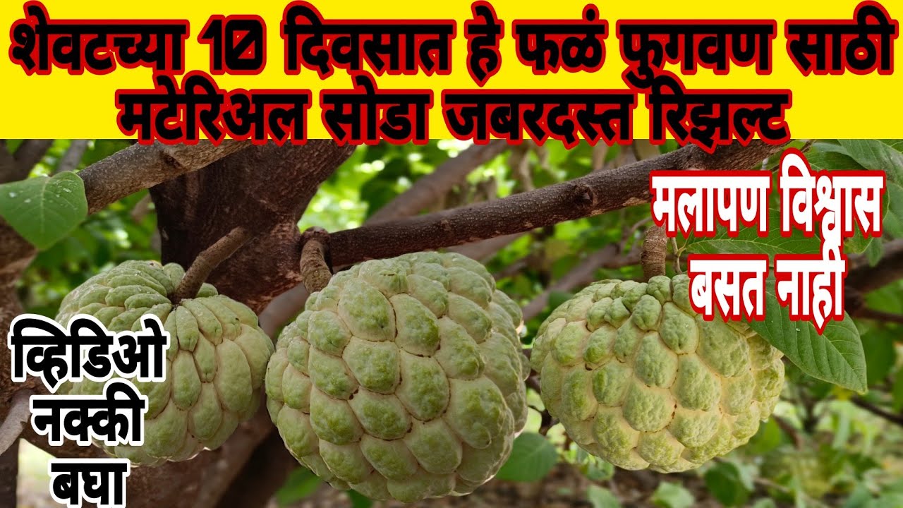 सिताफळ बागेतील फळं फुगवण साठी शेवटच्या 15 दिवसाचे नियोजन कसे करावे ...