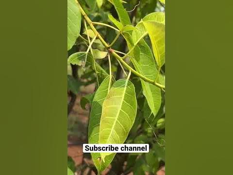 Plaksha (Ficus lacor) | Ayurvedic medicinal plant - YouTube