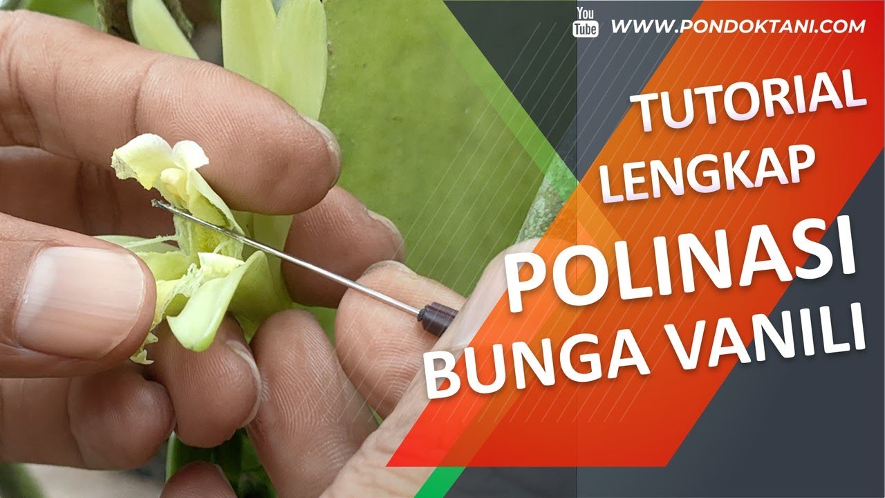 TUTORIAL LENGKAP MENGAWINKAN (Polinasi) BUNGA VANILI - YouTube