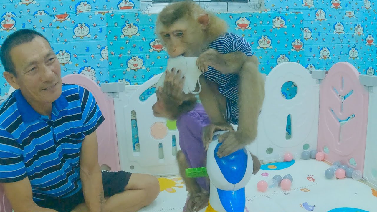Cute Monkey Sam rides a toy duck in a ball house - YouTube