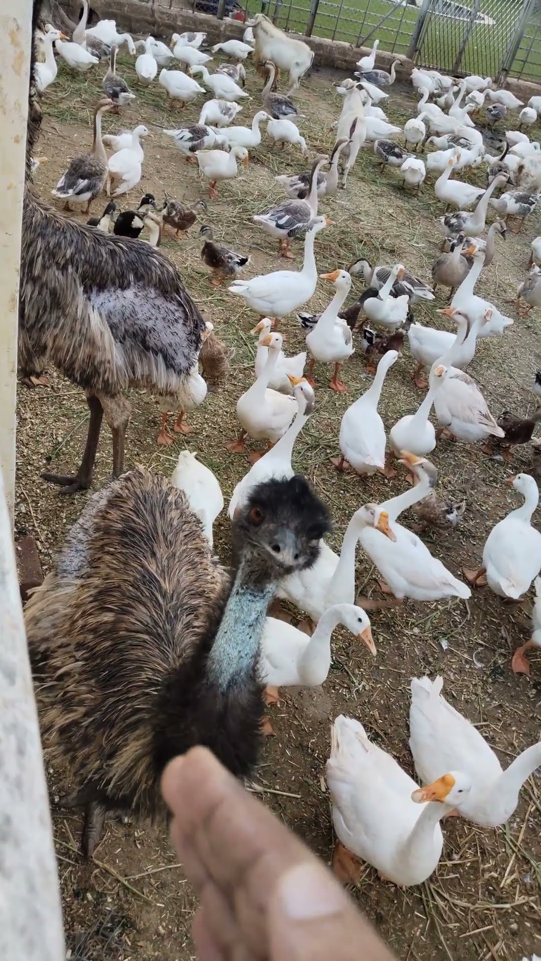 Lovely ducks and lovely emu #birds #birdsandpetslover #duck #emu # ...