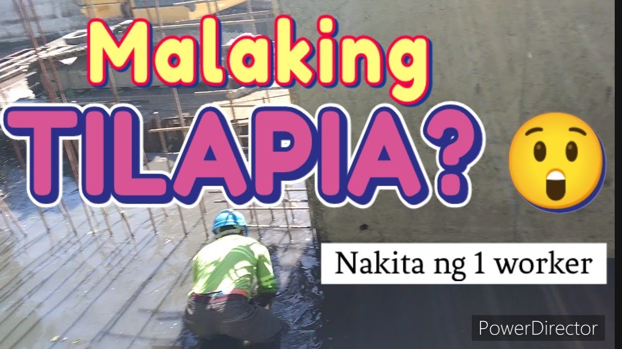 Di Umano 😂 may Malaking Tilapia Ang Nakita ng Isang worker sa Gilid ng ...