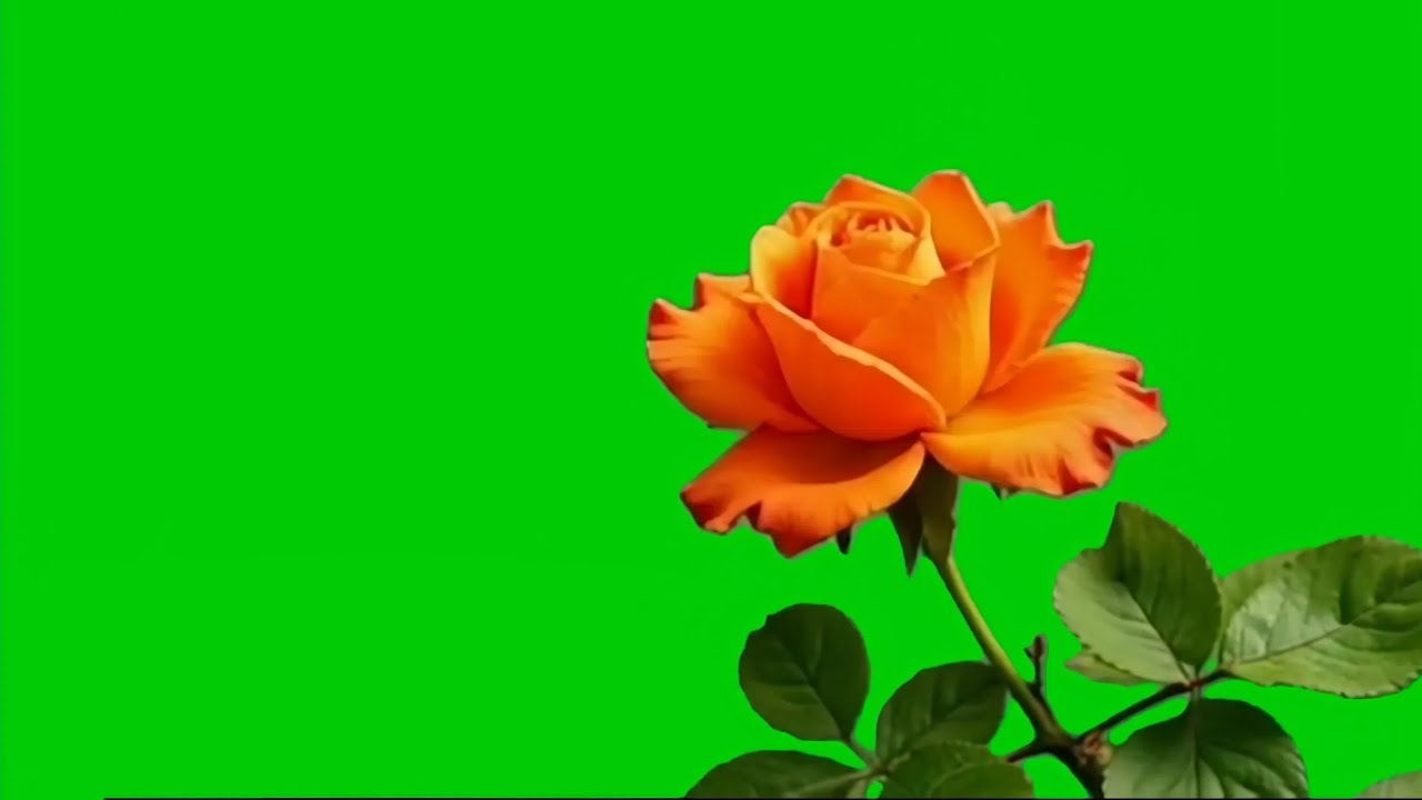 orange colour rose flower green screen video | green screen rose effect ...