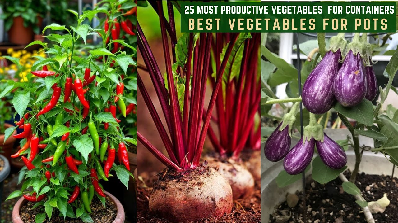 25 Most Productive Vegetables for Containers || Best Vegetables for ...