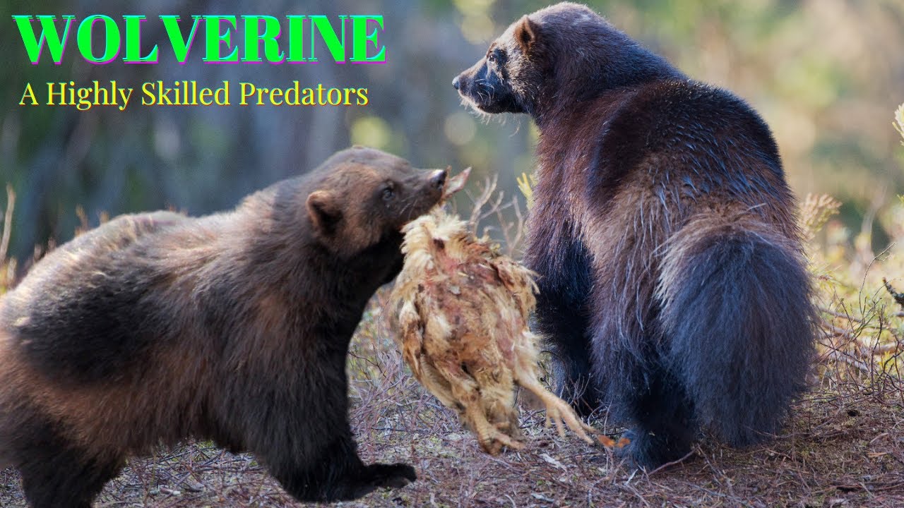 Wolverines- The Highly Skilled Predators - YouTube