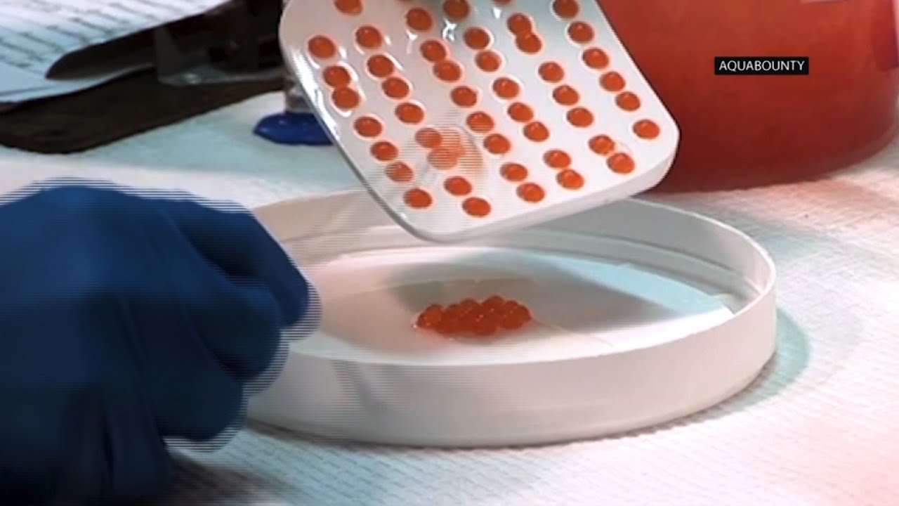Genetically modified salmon enters new phase in US - YouTube
