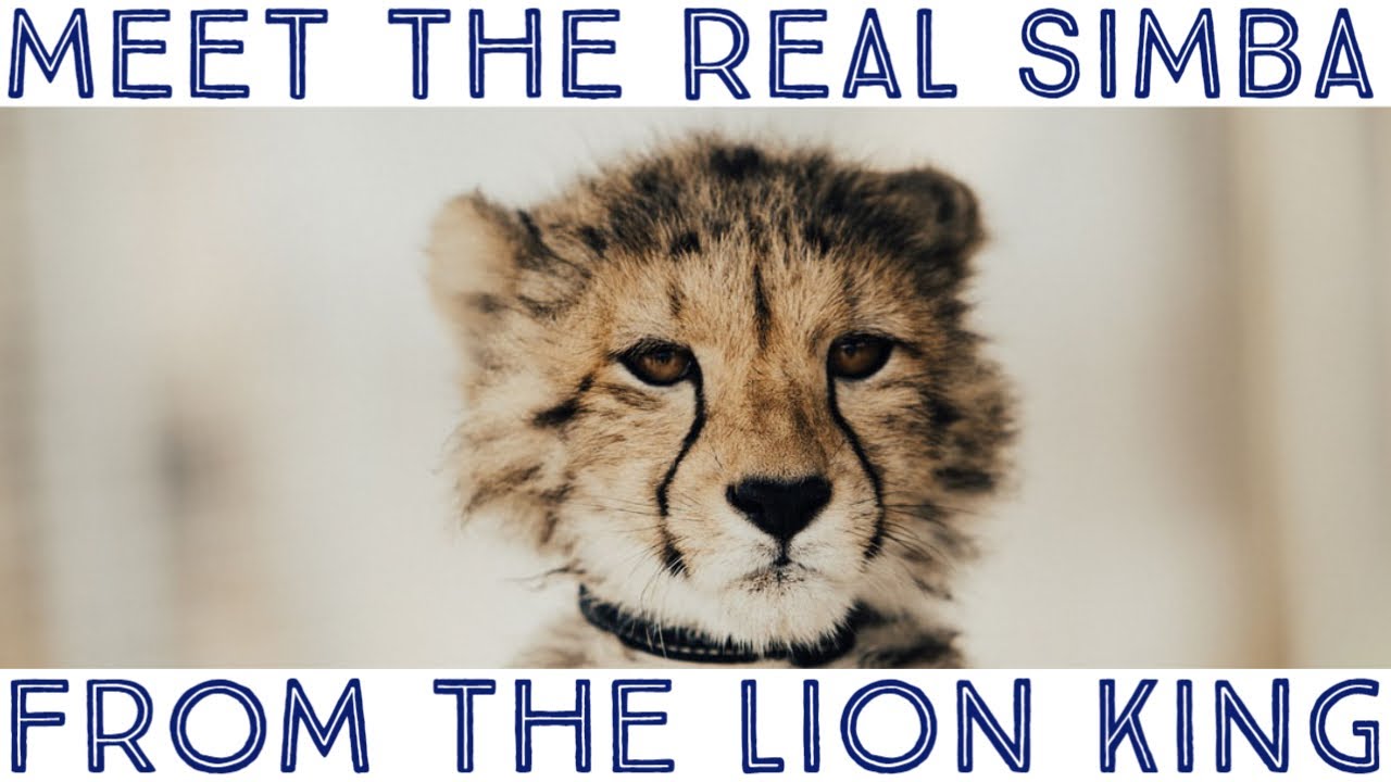 Meet the real Simba from The Lion King - YouTube