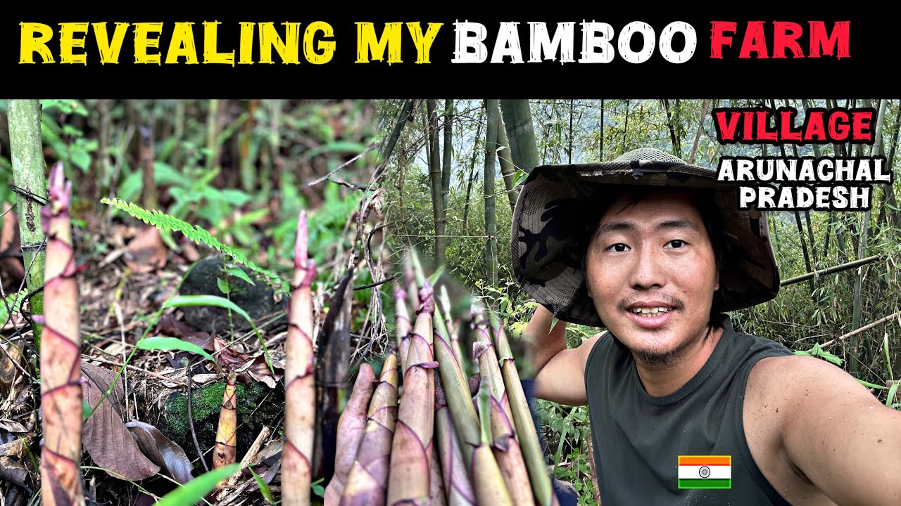 Revealing my Bamboo Farm at Village || Arunachal Pradesh - YouTube