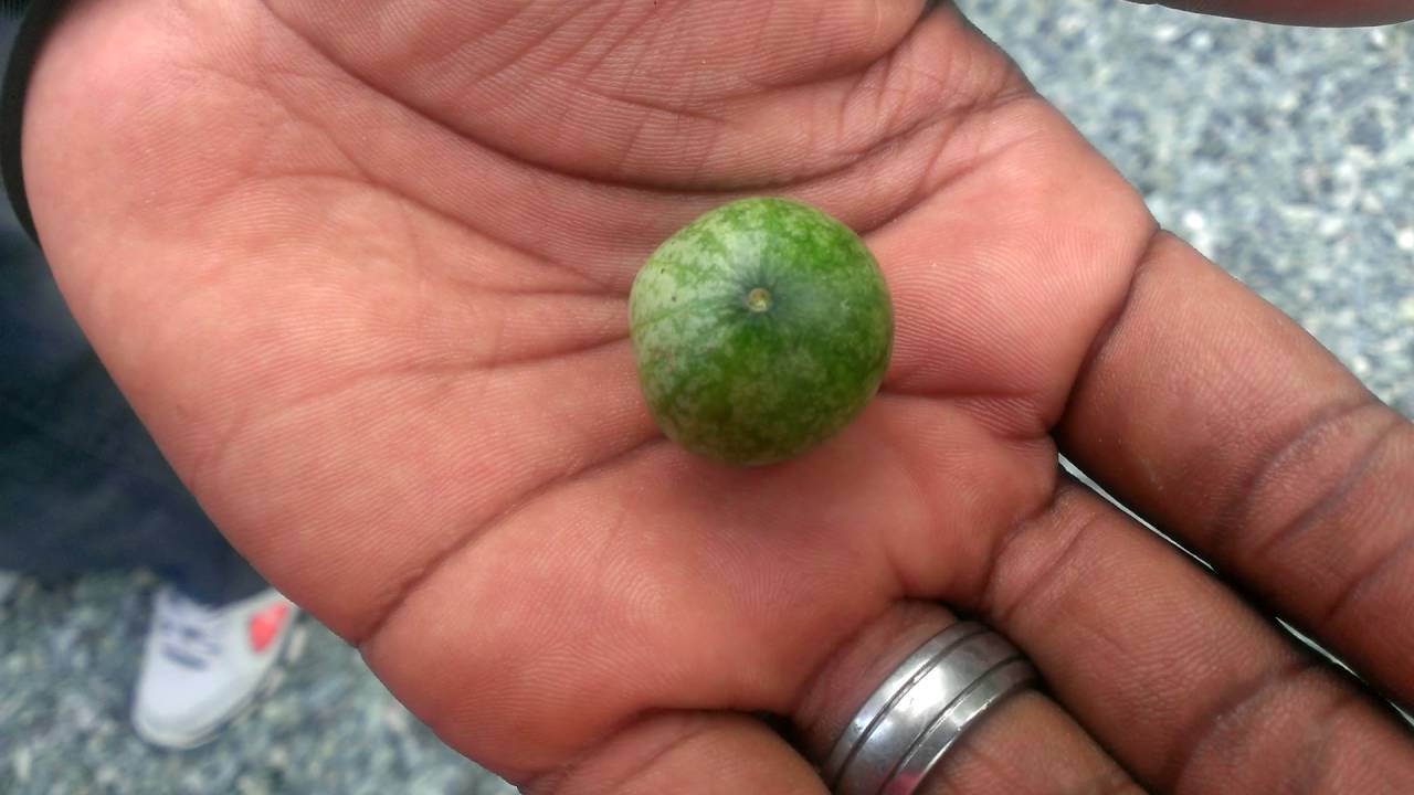 World's smallest watermelon - YouTube