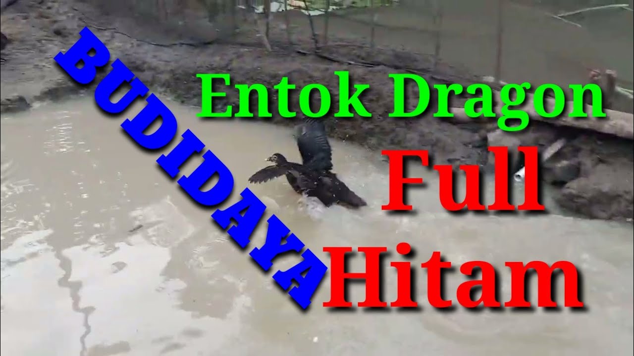 entok dragon full Hitam - YouTube
