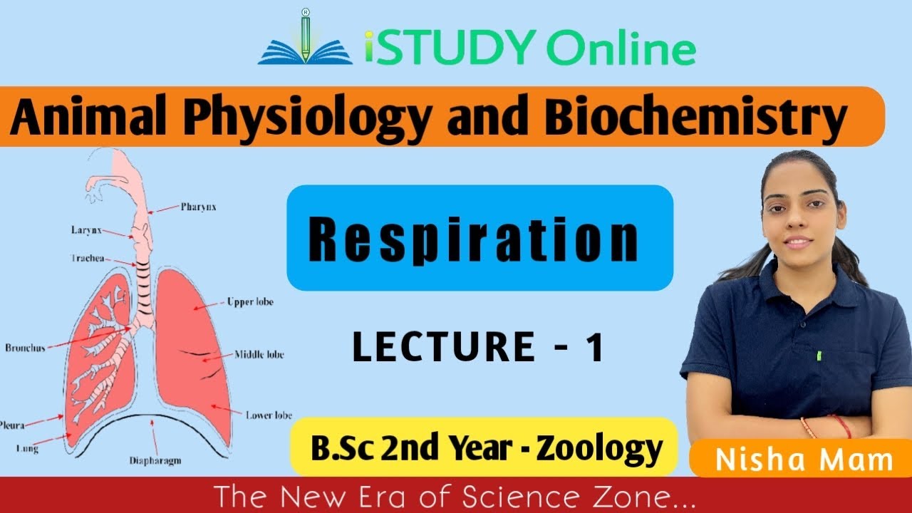 Respiration | lect-1 | Animal Physiology and Biochemistry |Zoology | B ...